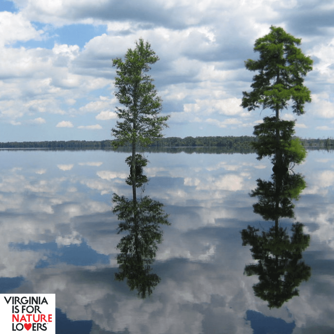 Great Dismal Swamp: A History Tour | VBHA